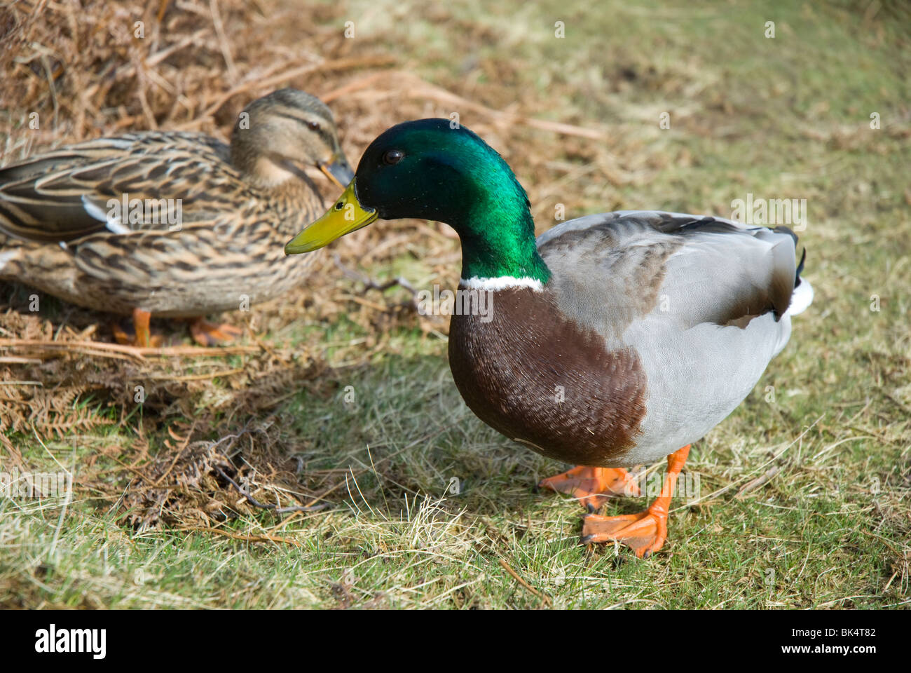 Male and female mallard duck hi-res stock photography and images - Alamy
