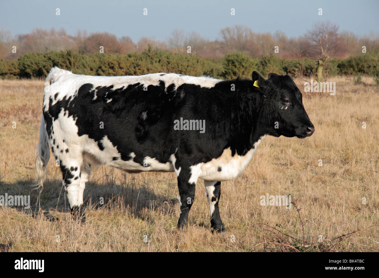 Holstein Friesian Bull