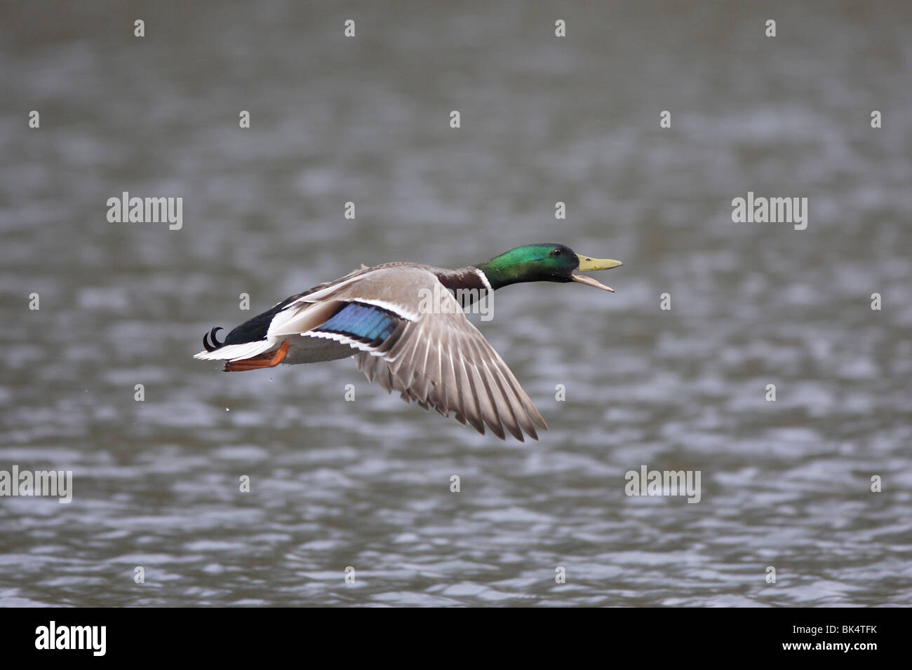 Drake Mallard duck flying and calling Stock Photo - Alamy