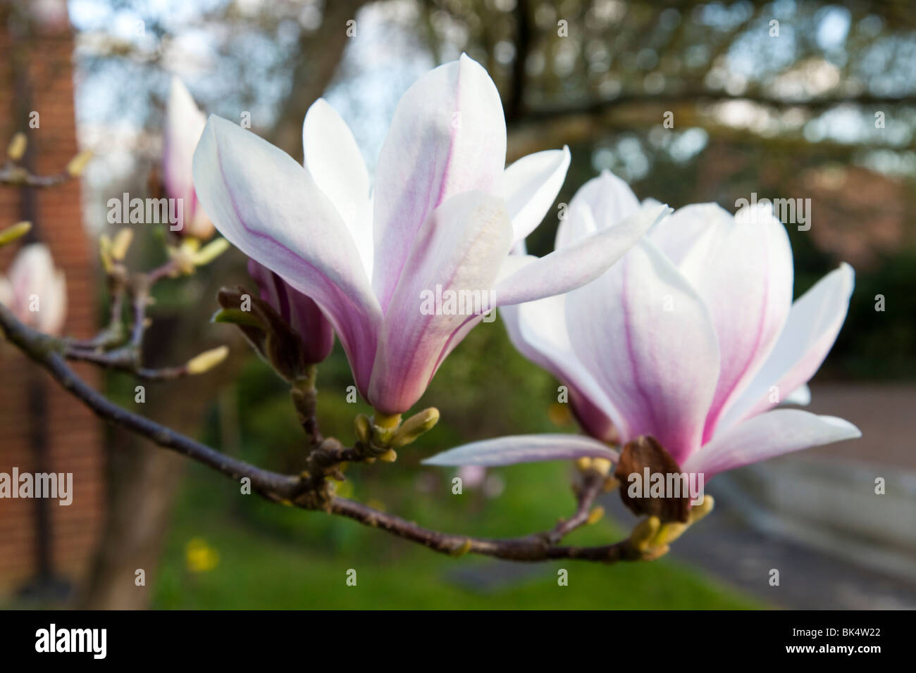 Cambells High Resolution Stock Photography and Images - Alamy