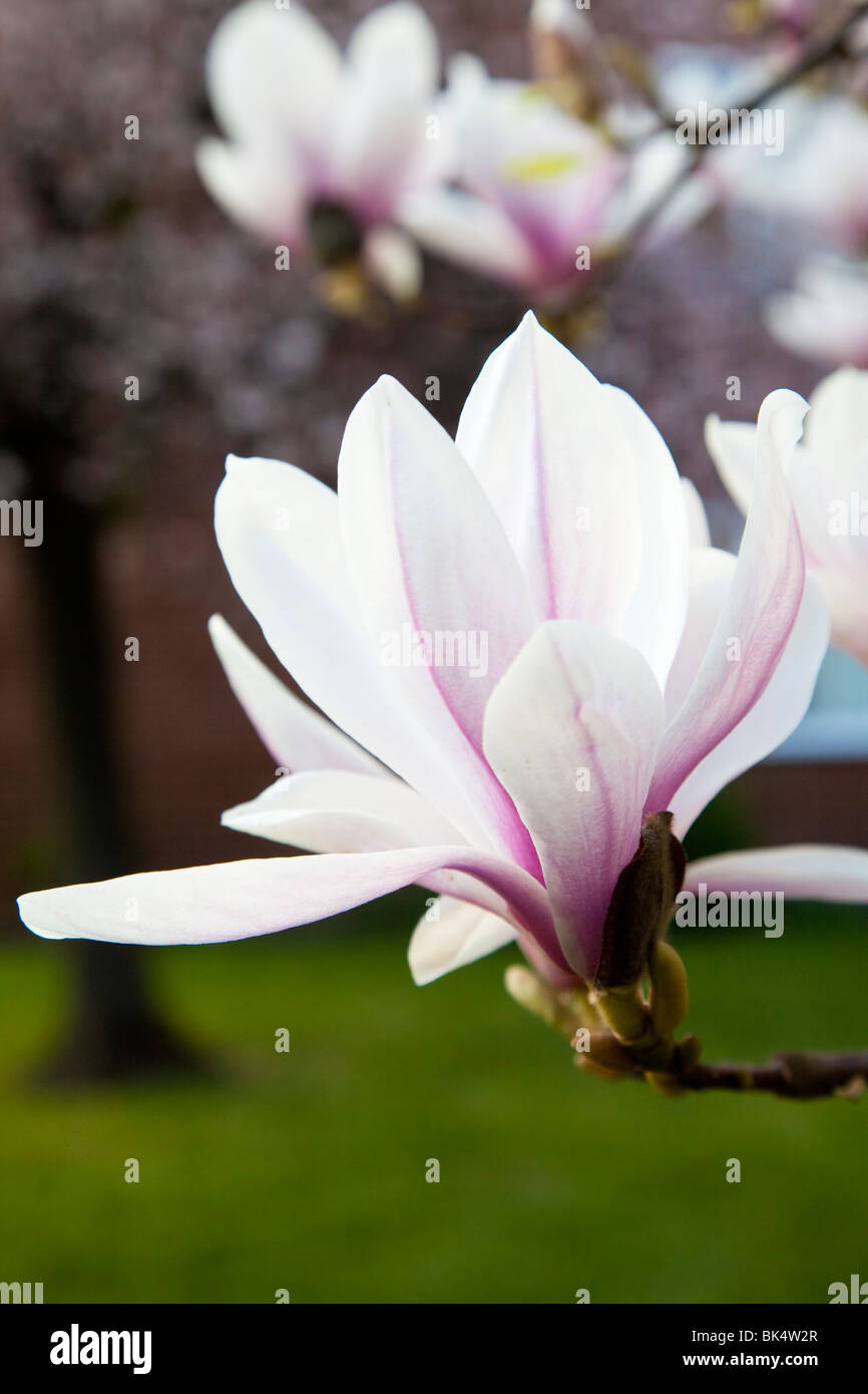 Cambell’s hi-res stock photography and images - Alamy