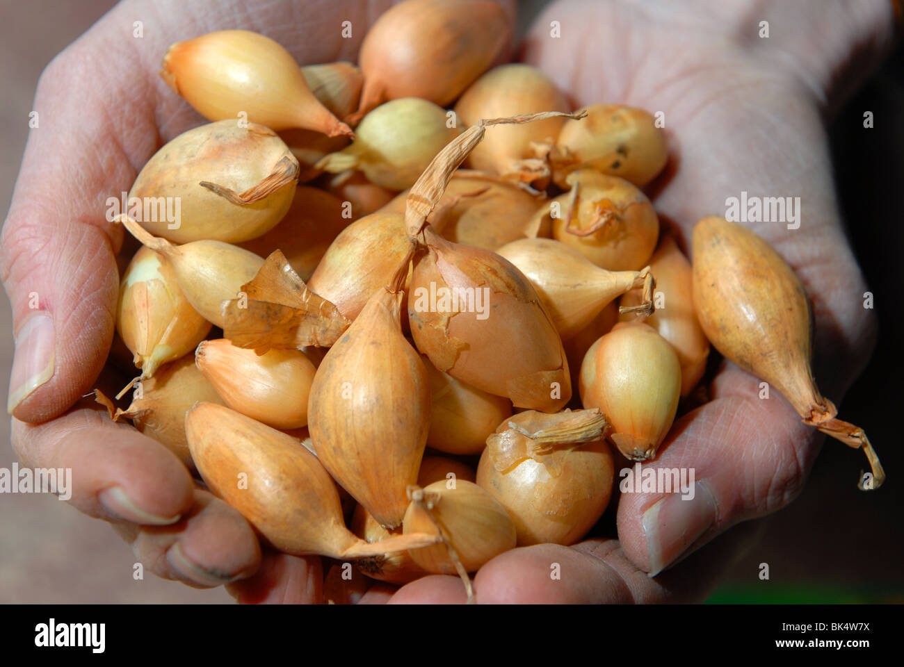 a handful of onion setts awaiting planting in a domestic vegetable plot ...