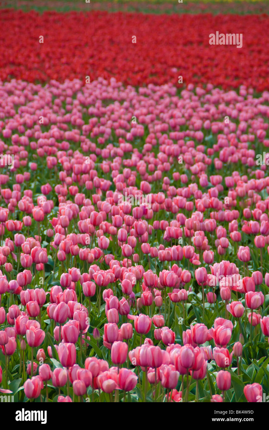 Tulip Fields, Skagit Valley, Washington State Stock Photo - Alamy