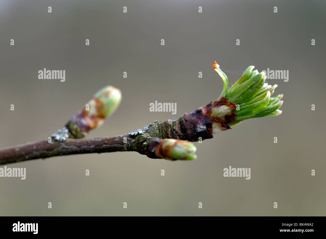 Hawthorn tree buds hi-res stock photography and images - Alamy