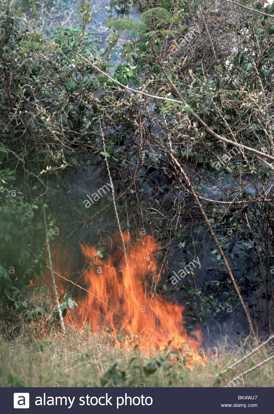 Burning Bush Illustration Stock Photos & Burning Bush Illustration ...