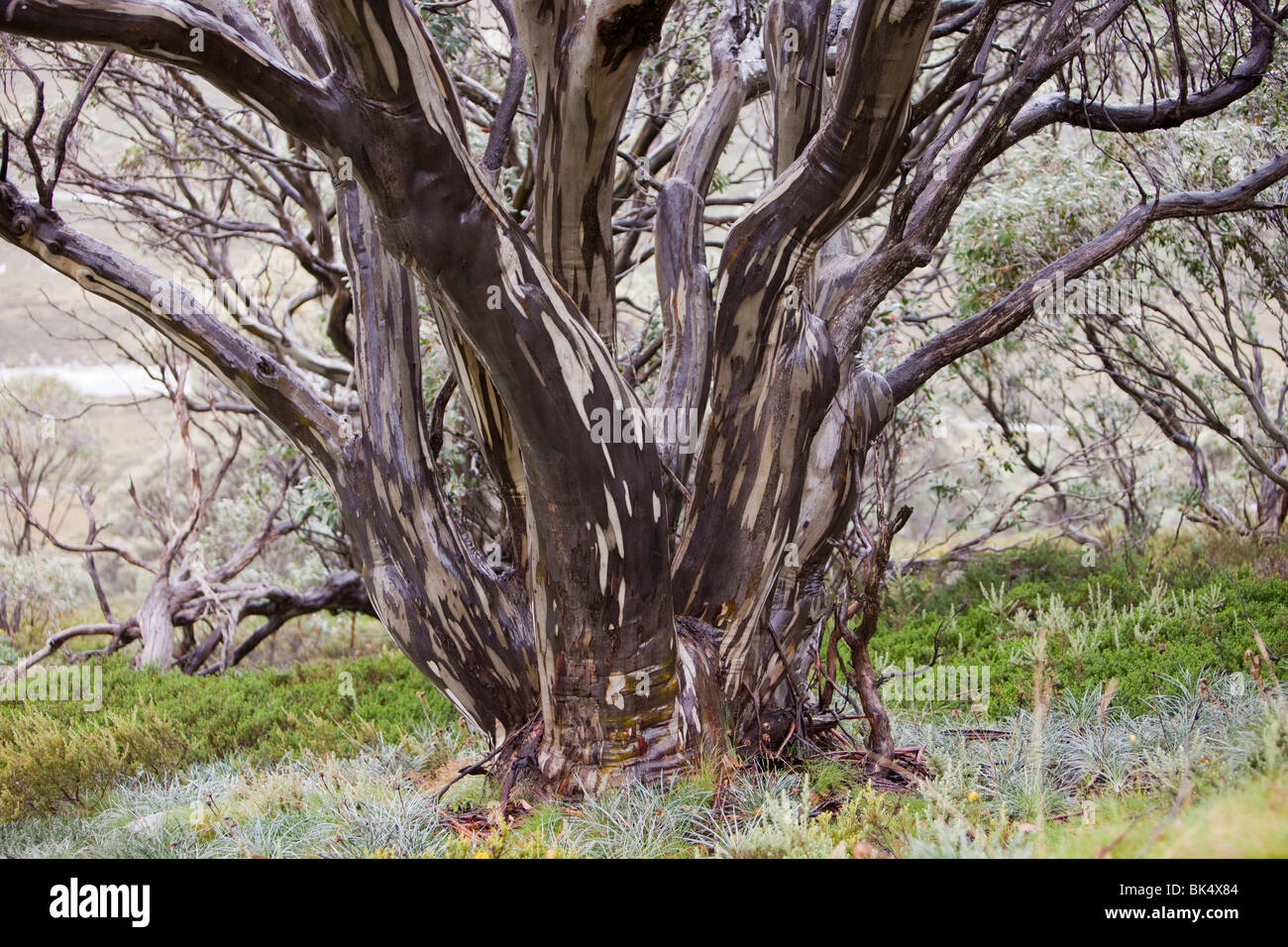 Eucalyptus Pauciflora Snow Gum