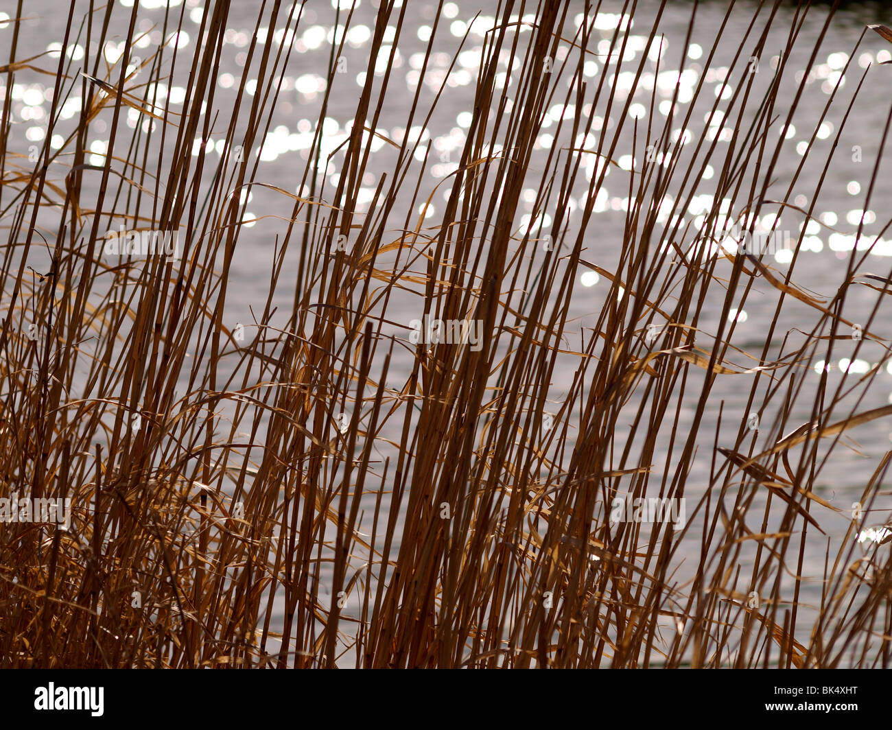 Sunlight reflecting on the water through reeds Stock Photo - Alamy