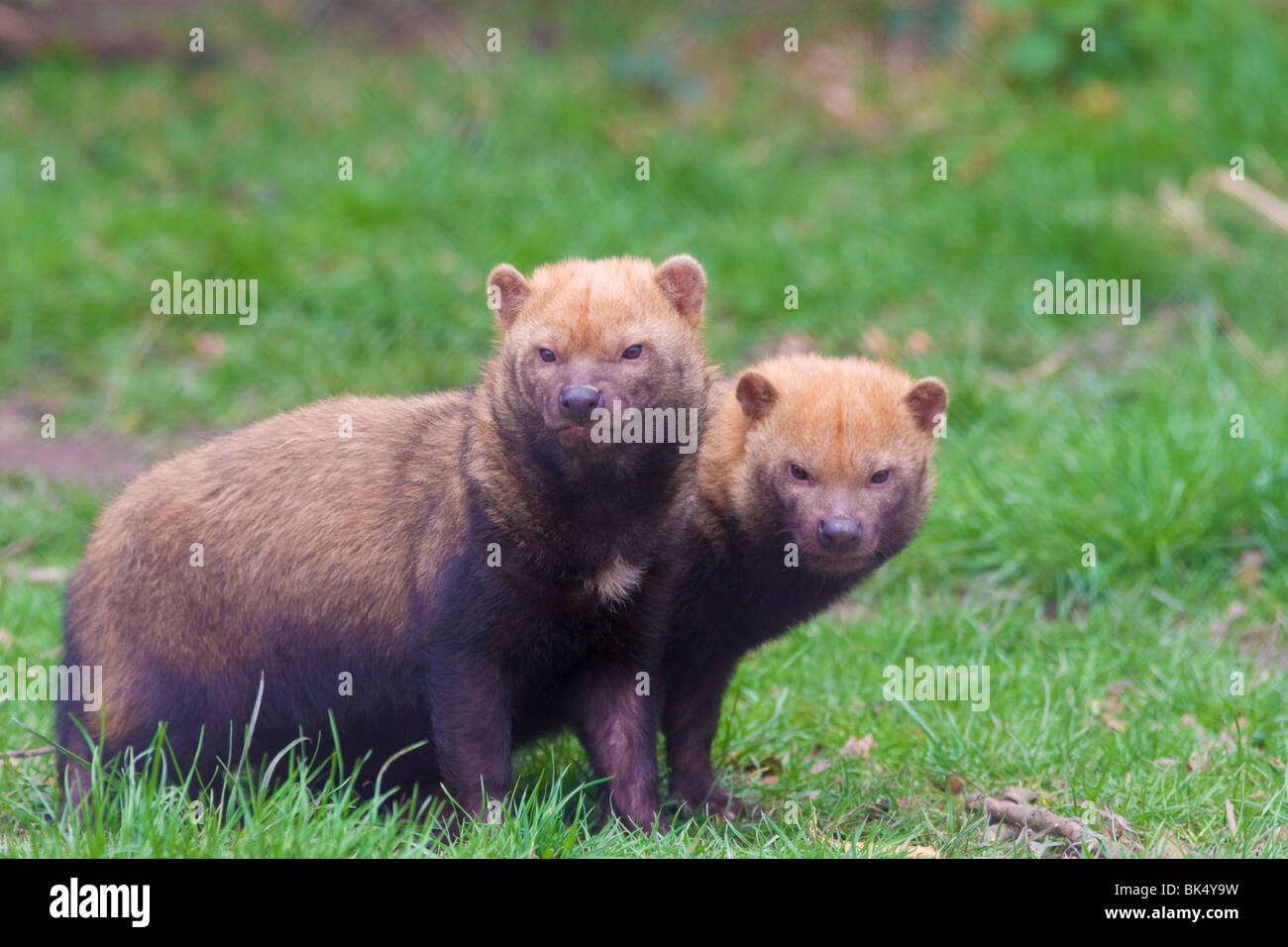 Bush dog hi-res stock photography and images - Alamy
