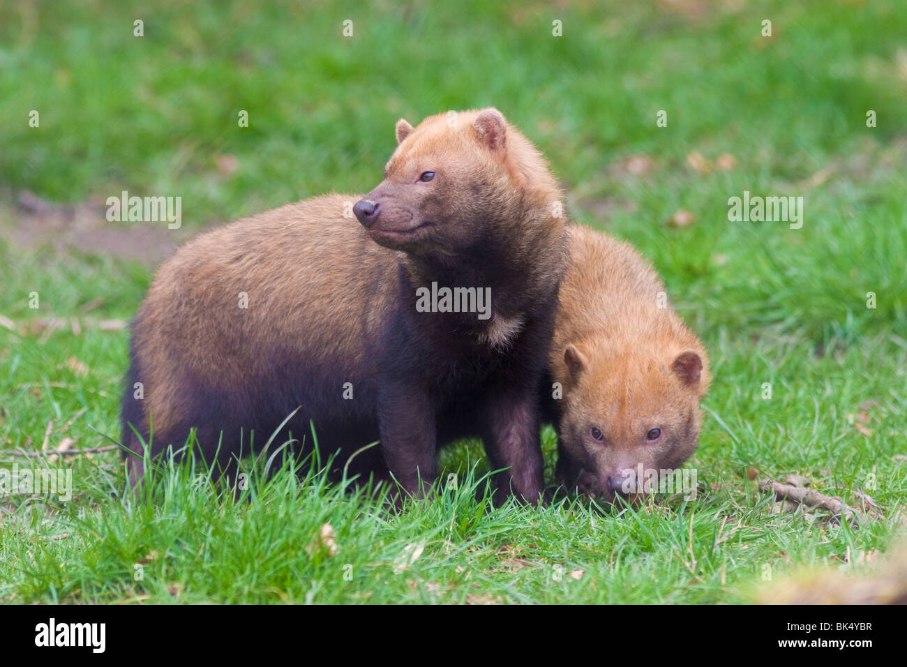 Speothos Venaticus Stock Photos & Speothos Venaticus Stock Images - Alamy