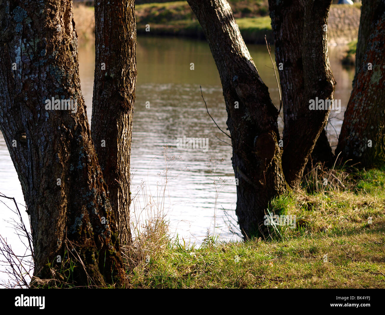 River bank grass uk hi-res stock photography and images - Alamy