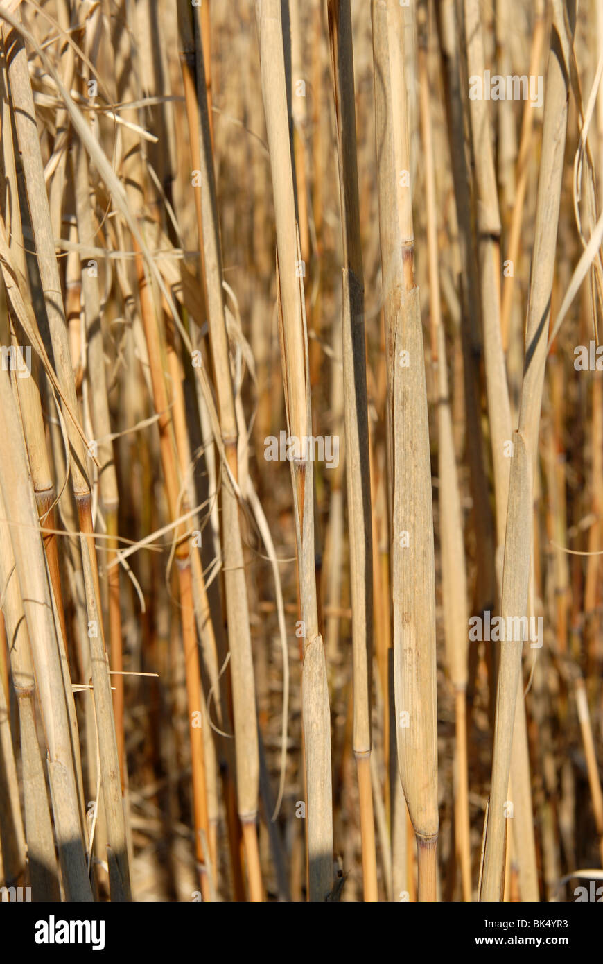 Bio Fuel elephant grass type crop in a field next to the Taunton and ...