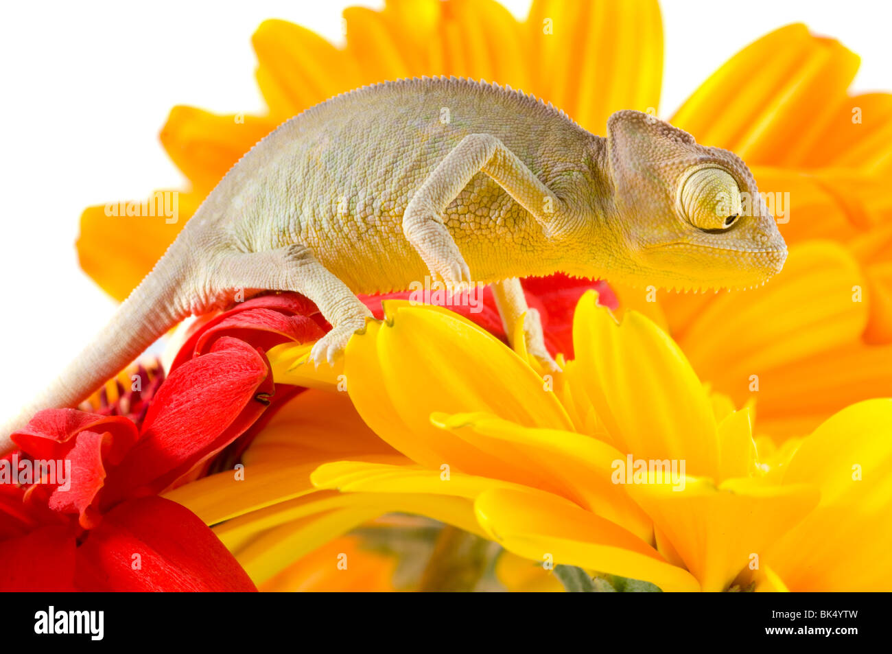 Chameleon on flower. Isolation on white Stock Photo - Alamy