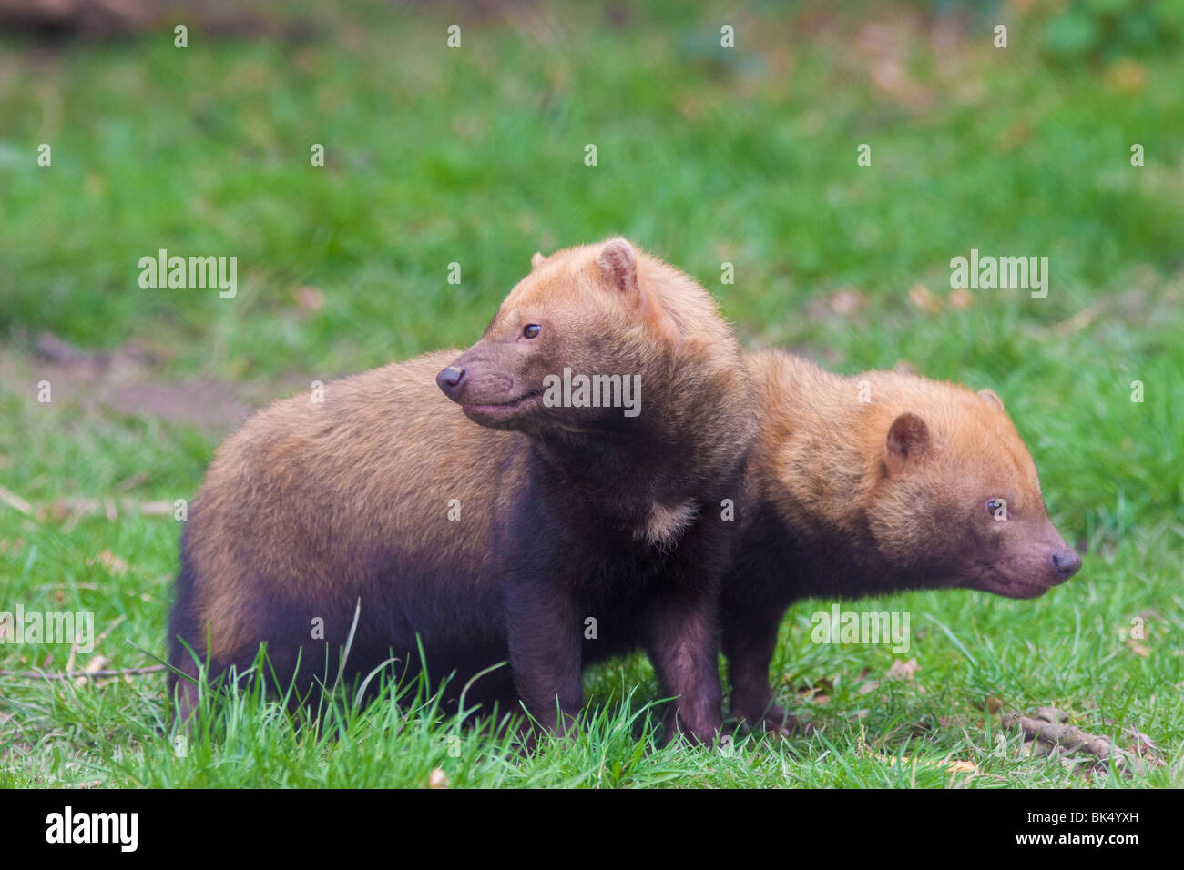 Bush dog - Speothos venaticus Stock Photo - Alamy