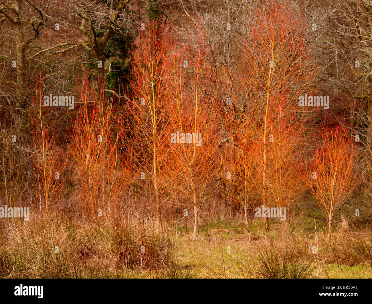 Orange trees, Cornwall, UK Stock Photo - Alamy