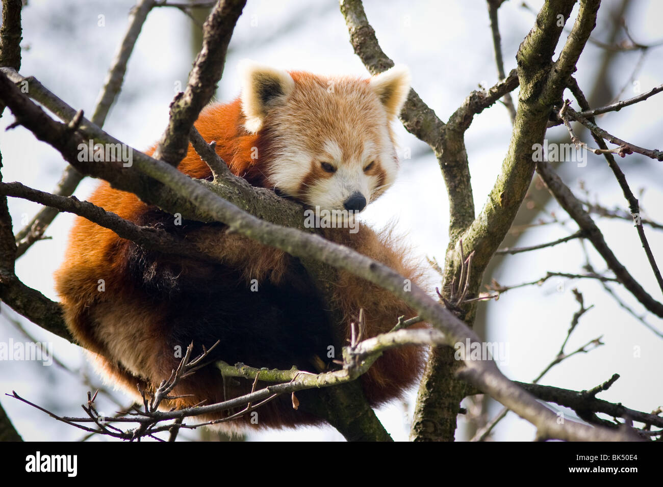 Red Panda - Ailurus fulgens Stock Photo - Alamy