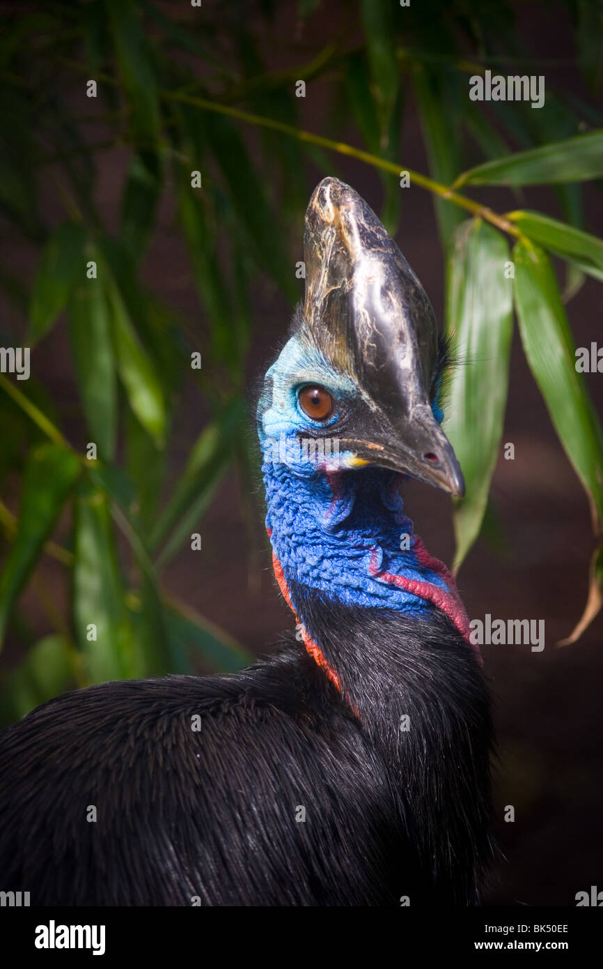 Southern Cassowary - Casuarius casuarius Stock Photo - Alamy