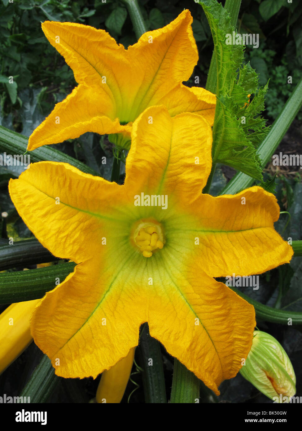 Courgette plant with yellow flowers hi-res stock photography and images ...