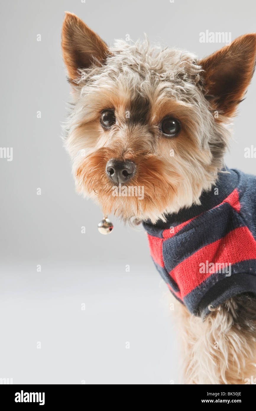 Doggie style hi-res stock photography and images - Alamy
