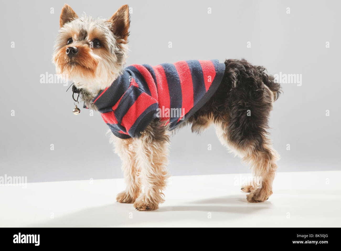 Doggie style hi-res stock photography and images - Alamy