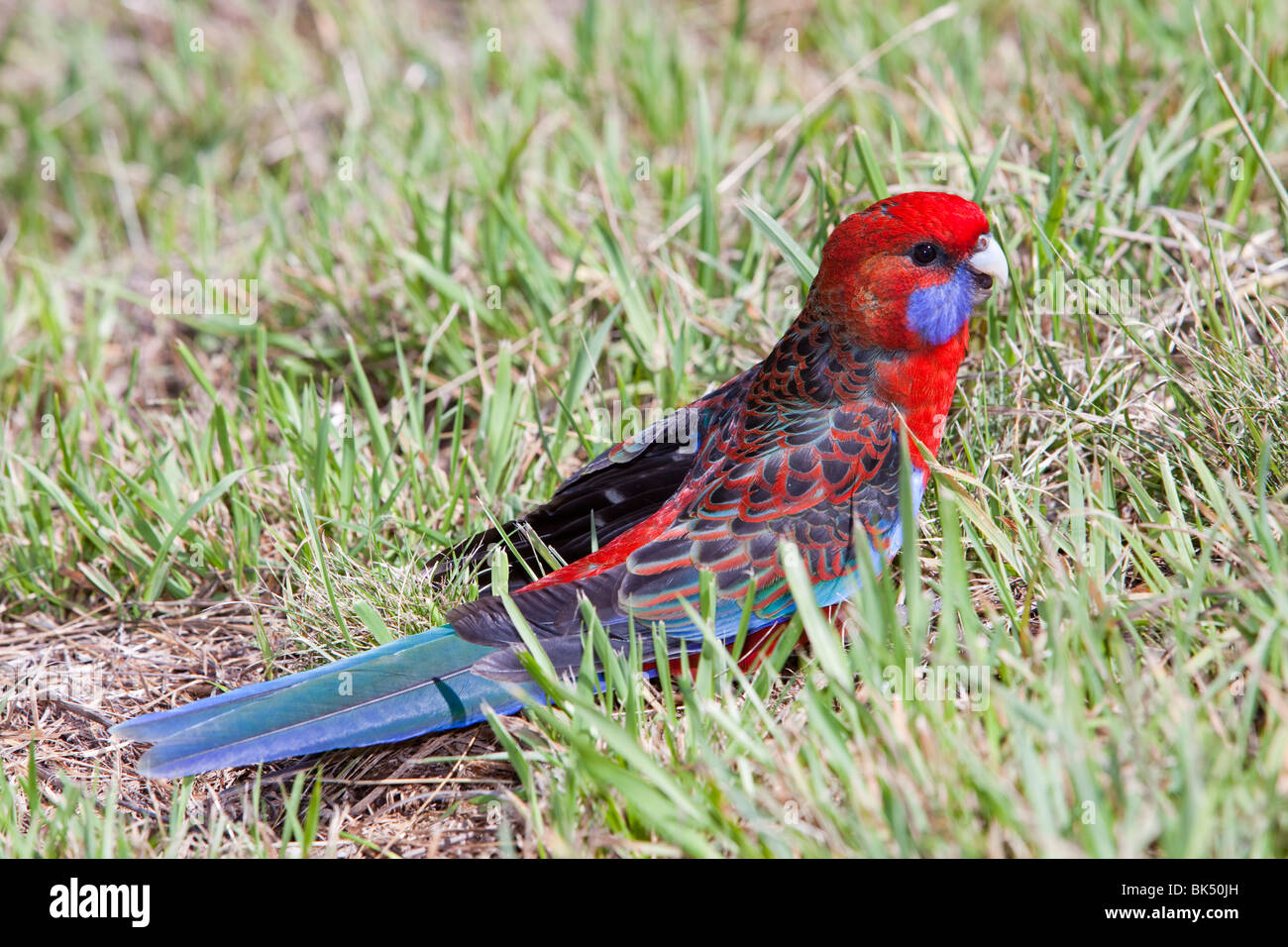Crimson rosella parrot hi-res stock photography and images - Alamy
