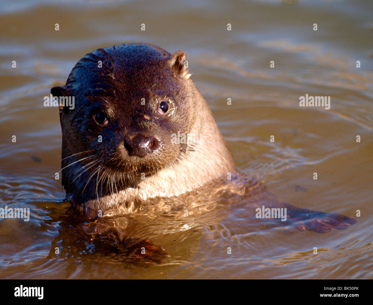 Cute otter uk hi-res stock photography and images - Alamy