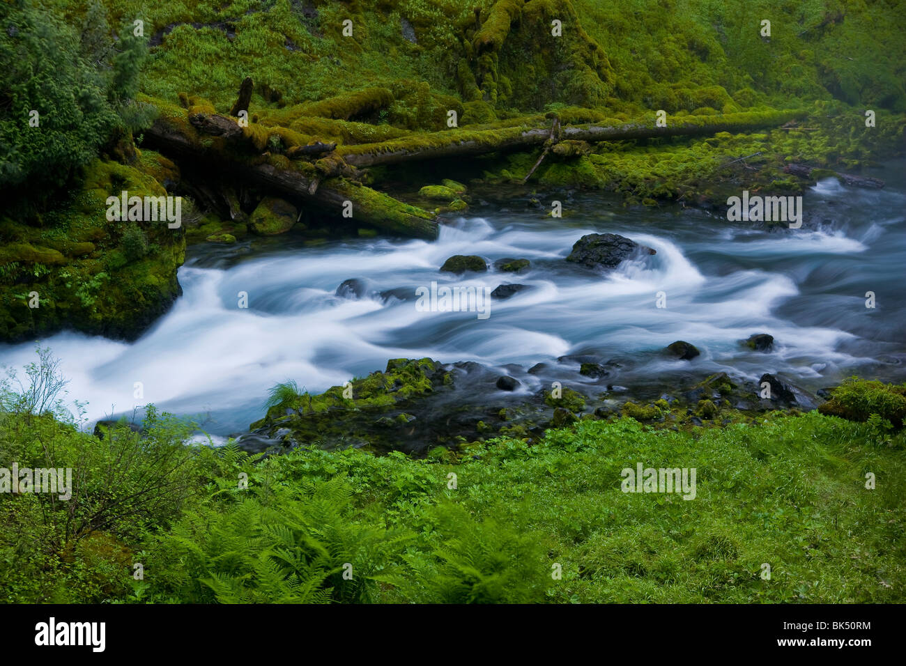 Mckenzie river oregon hi-res stock photography and images - Alamy