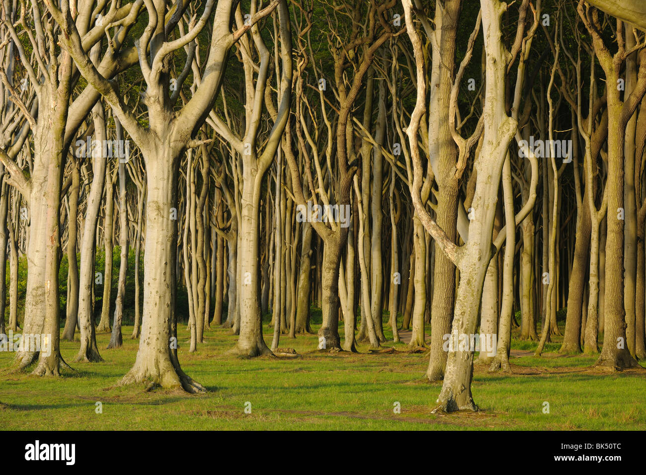 Beech Trees, Nienhagen, Bad Doberan, Western Pomerania, Mecklenburg ...