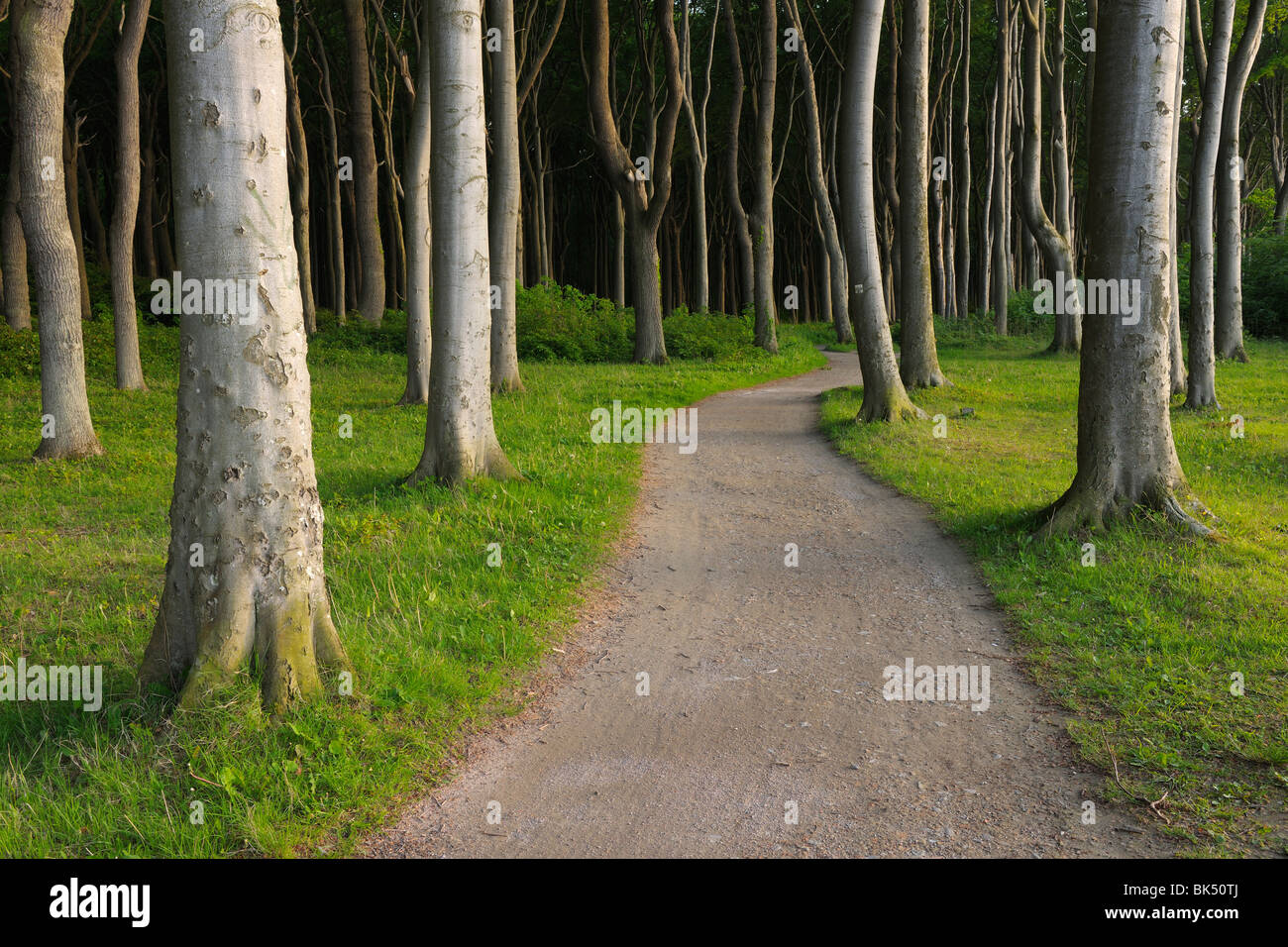 Beech Trees, Nienhagen, Bad Doberan, Western Pomerania, Mecklenburg ...
