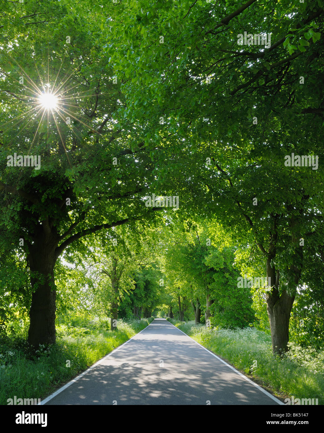 Lime Trees along Road, Island of Ruegen, Mecklenburg-Western Pomerania ...