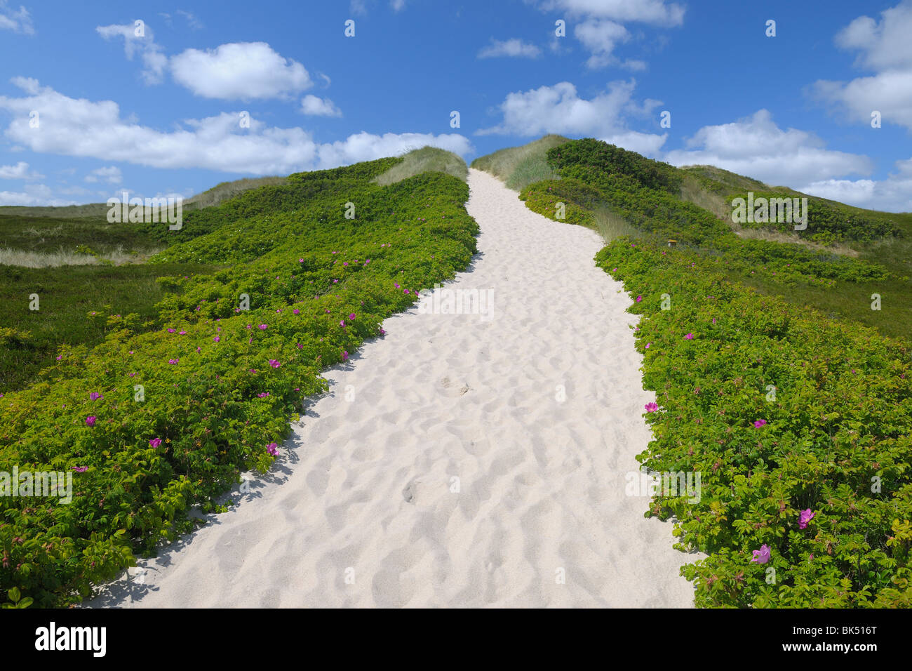 Frisian beaches hi-res stock photography and images - Alamy