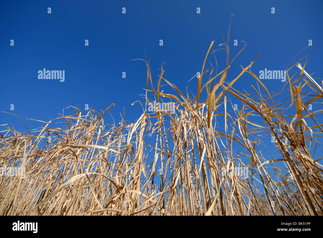 Bio Fuel elephant grass type crop in a field next to the Taunton and ...