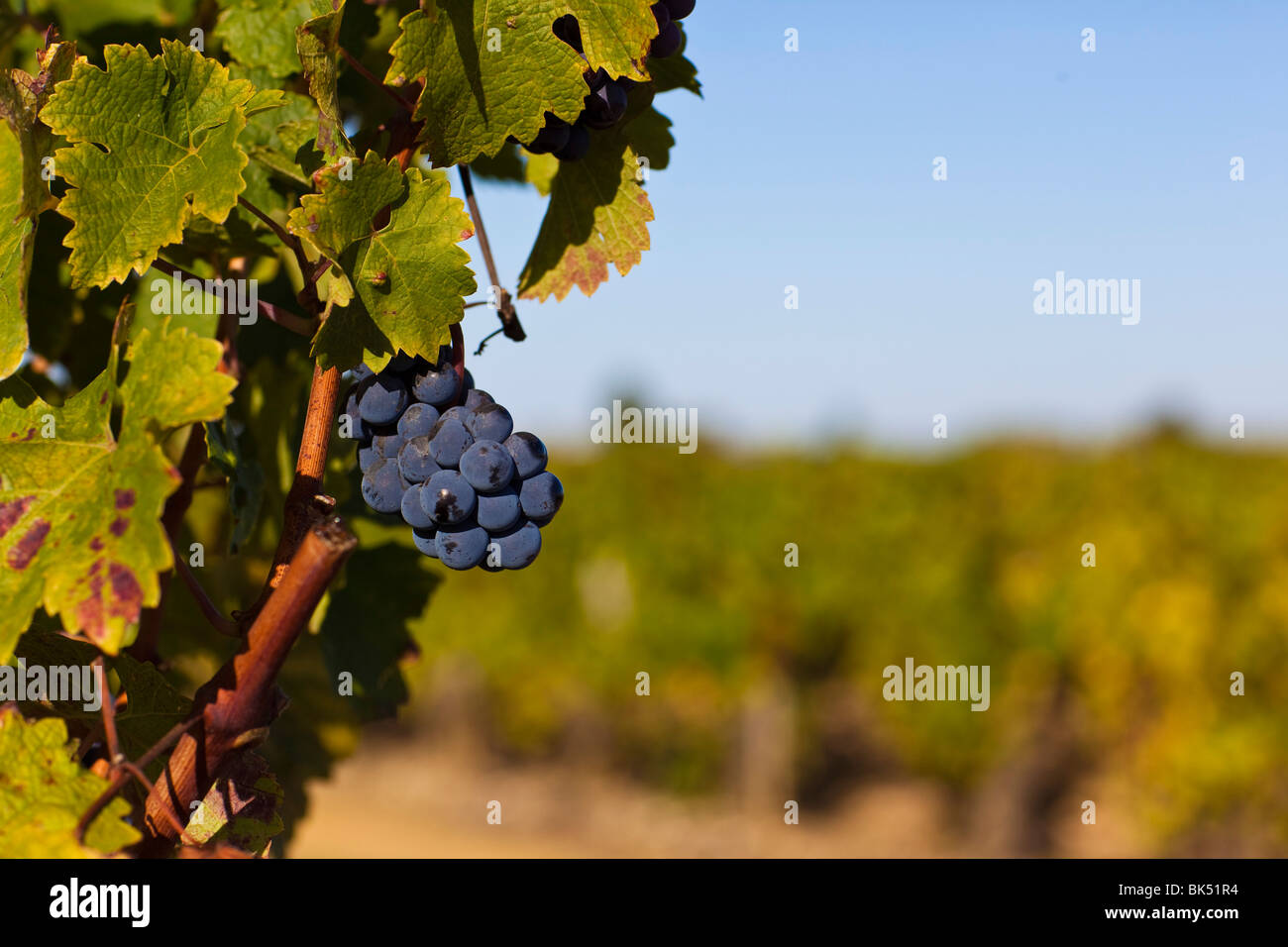 Close Up of Grapes at Vineyard, Pauillac, Gironde, Aquitane, France ...