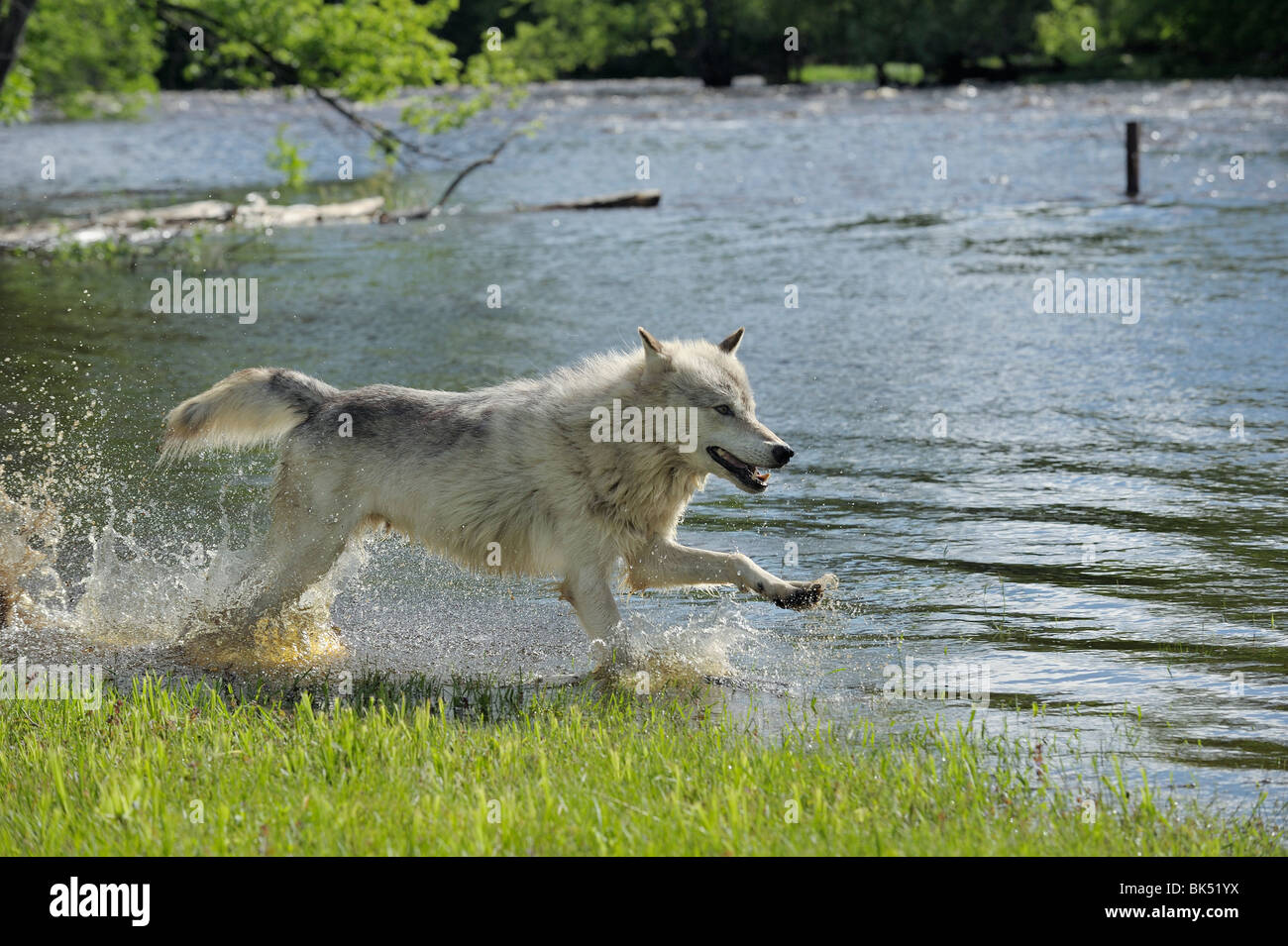 Gray Wolf Running through Water, Minnesota, USA Stock Photo - Alamy