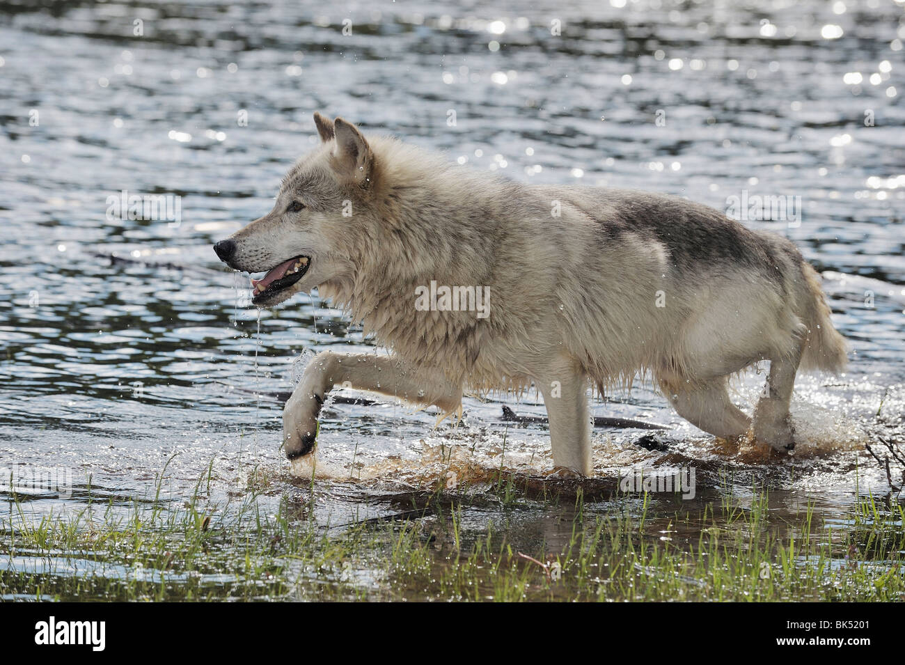 Gray Wolf in Water, Minnesota, USA Stock Photo - Alamy