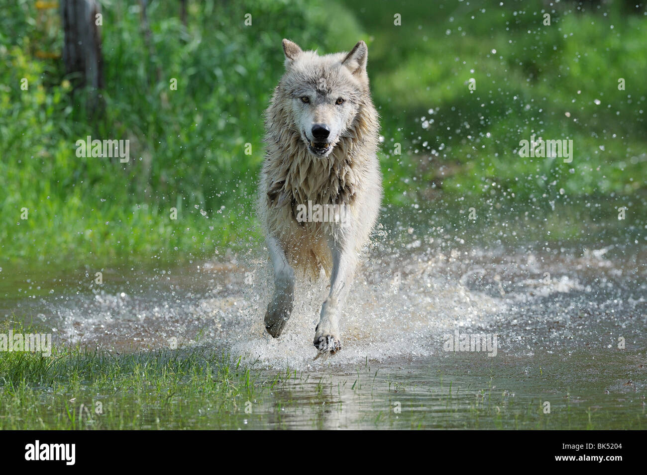Gray Wolf Running through Water, Minnesota, USA Stock Photo - Alamy