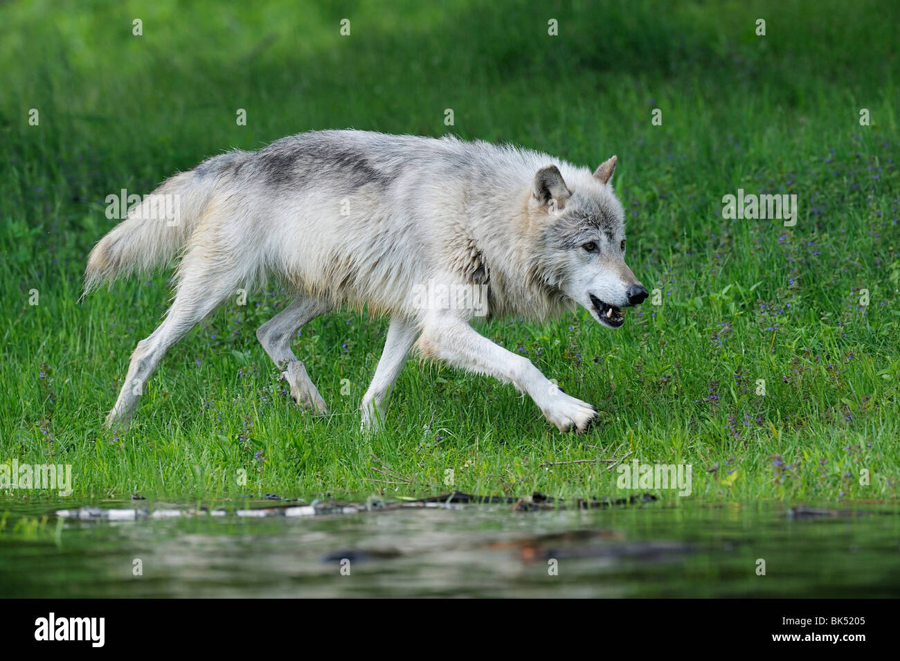Gray Wolf, Minnesota, USA Stock Photo - Alamy