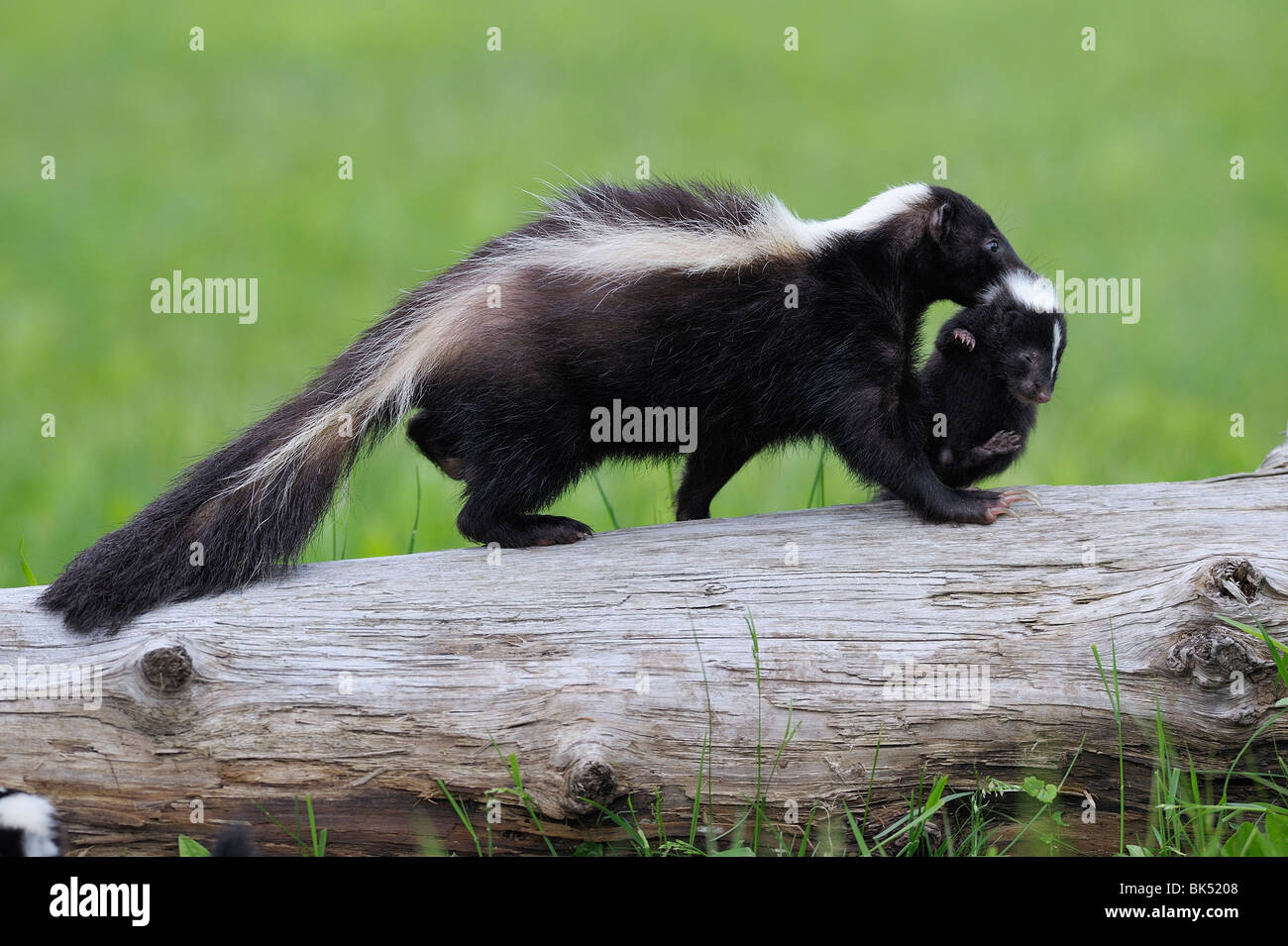 Striped skunk side hi-res stock photography and images - Alamy