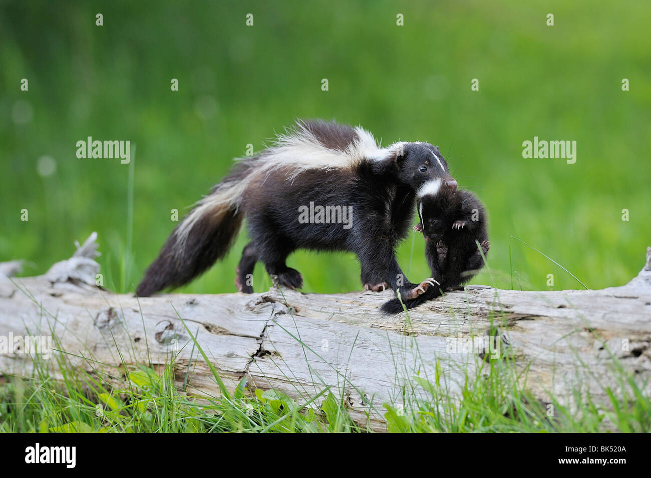 Skunk family hi-res stock photography and images - Alamy