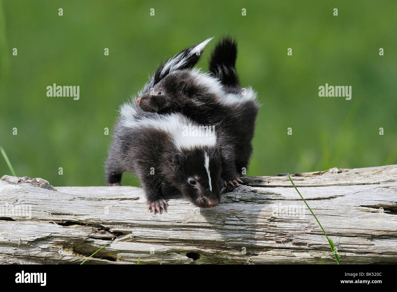 Baby striped skunk hi-res stock photography and images - Alamy