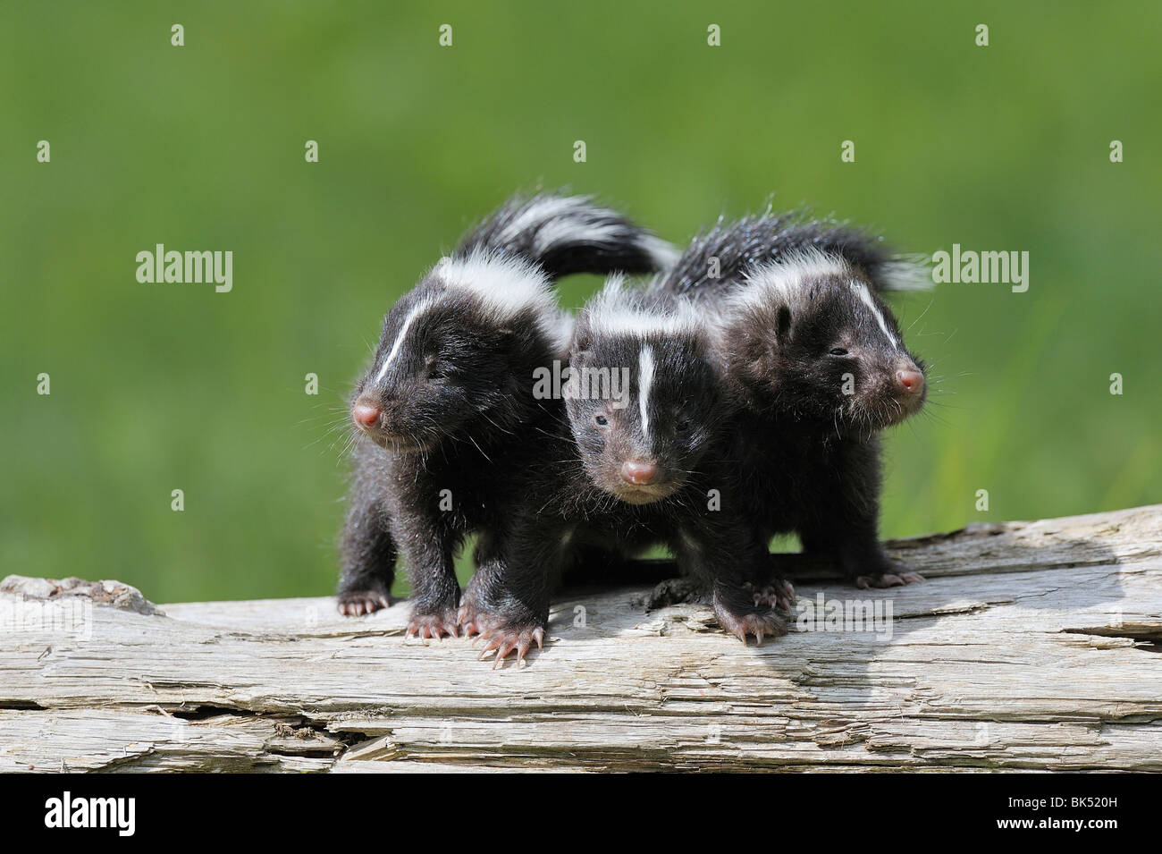 Baby striped skunk hi-res stock photography and images - Alamy