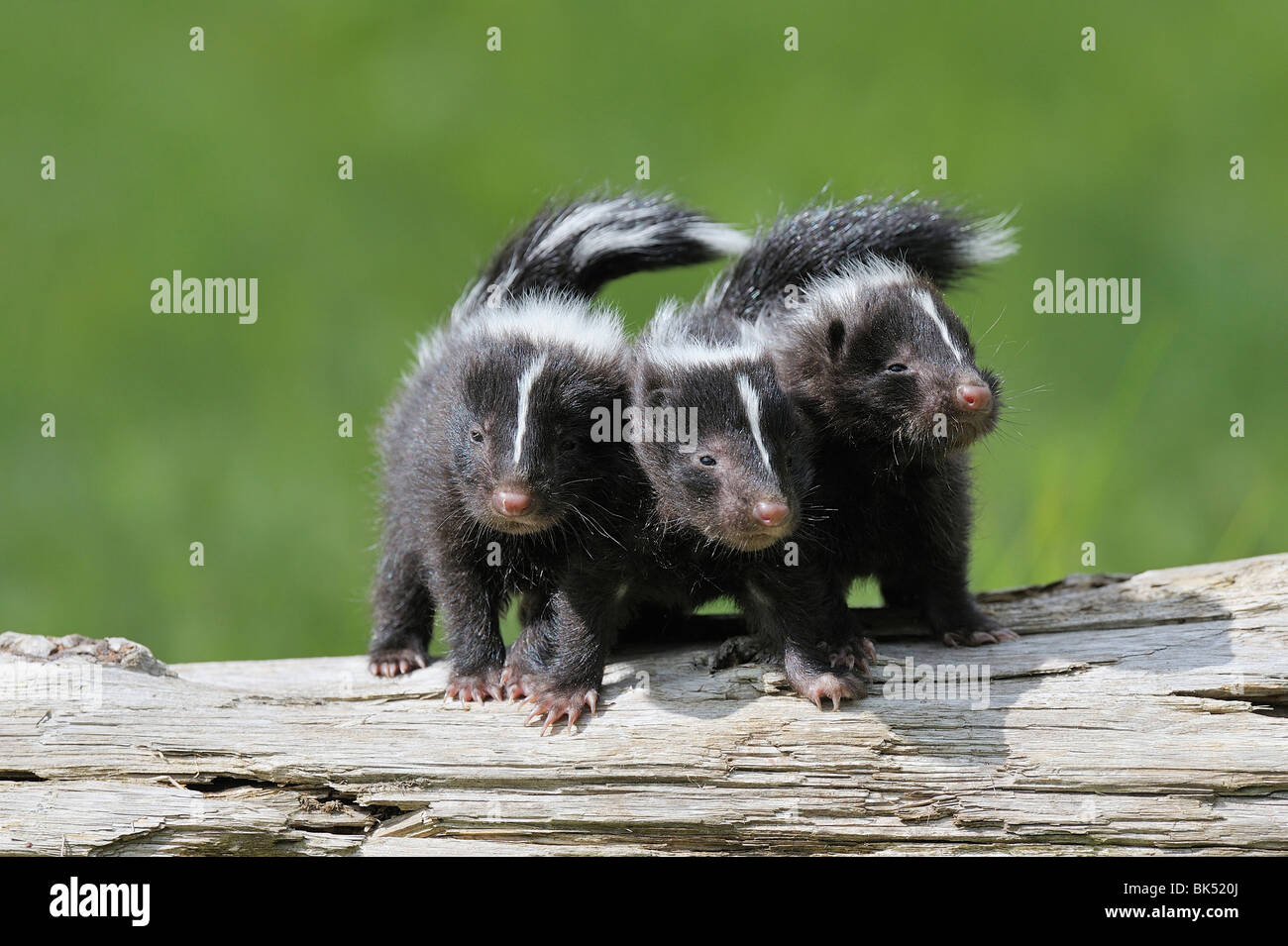 Striped Skunk Kits, Minnesota, USA Stock Photo - Alamy