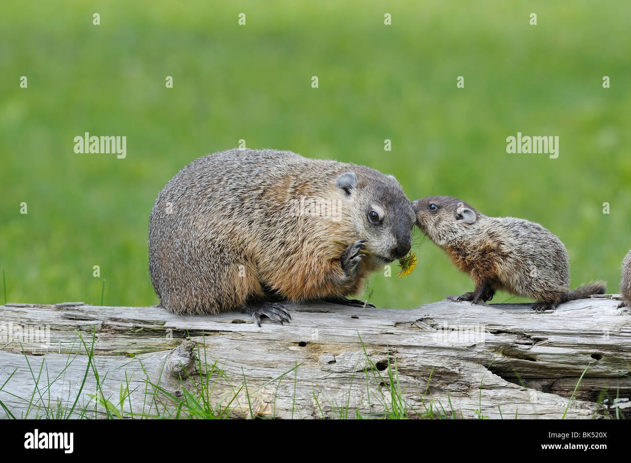 Groundhog images hi-res stock photography and images - Alamy