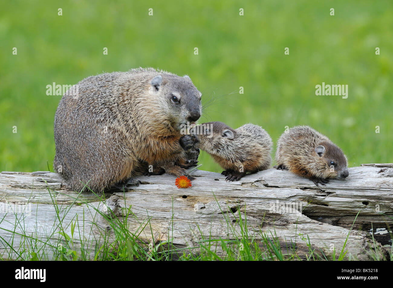 Groundhog with Young, Minnesota, USA Stock Photo - Alamy