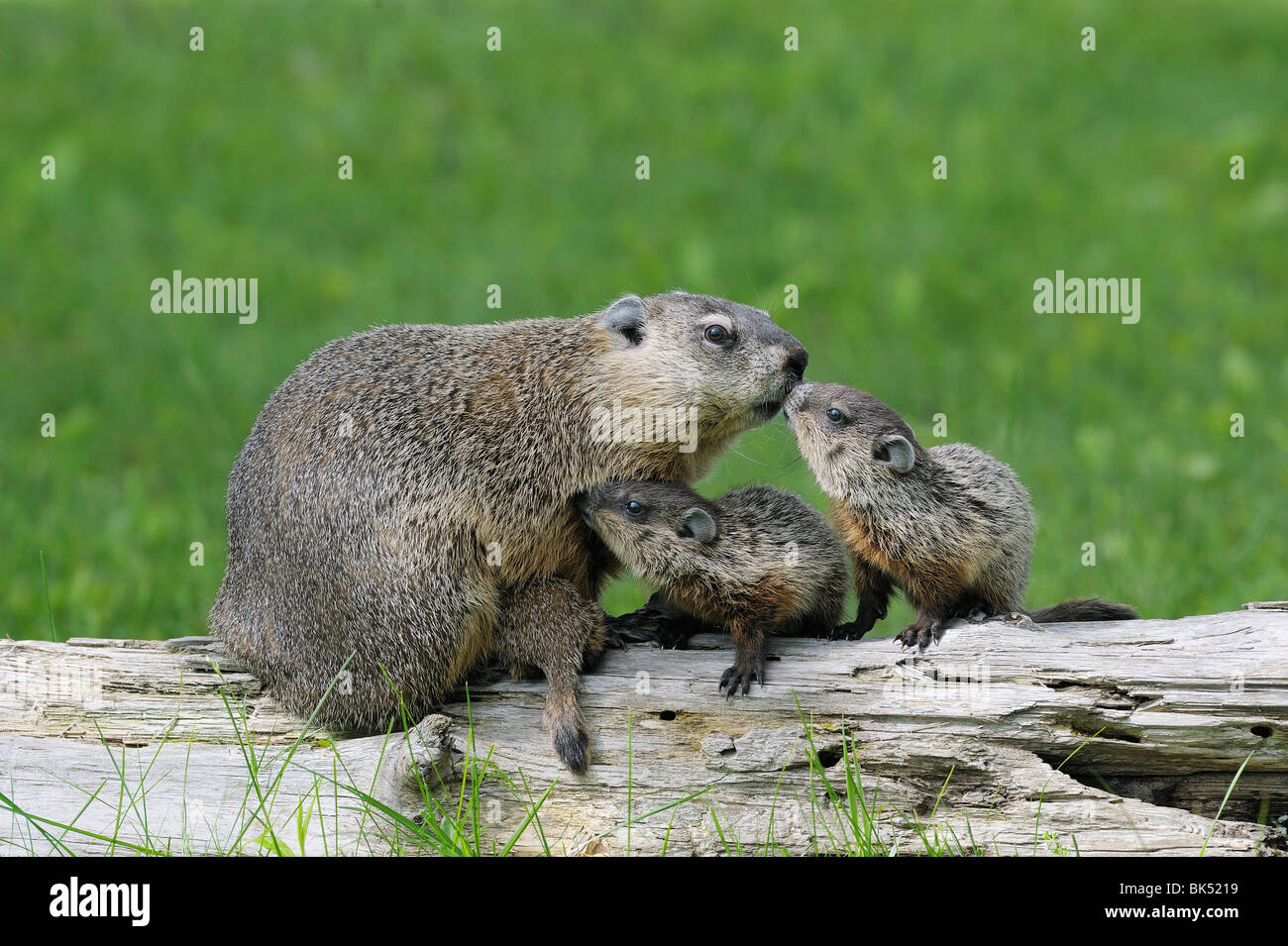 Groundhog with Young, Minnesota, USA Stock Photo - Alamy