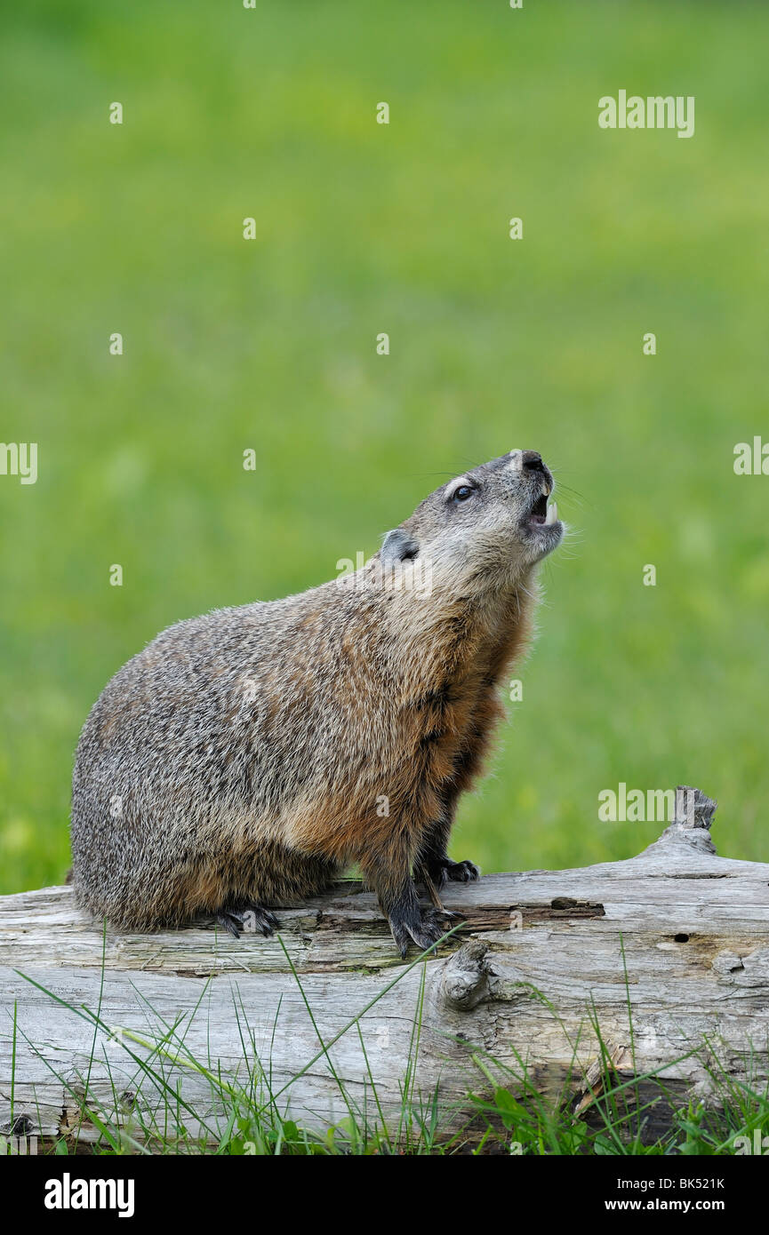 Groundhog woodchuck marmota monax minnesota hi-res stock photography ...
