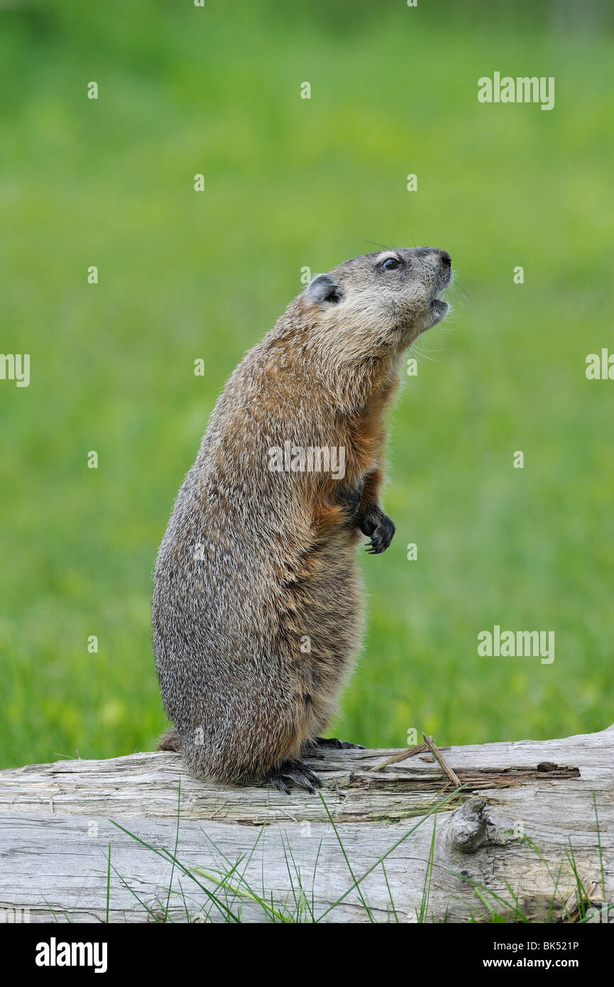 Groundhog on Log, Minnesota, USA Stock Photo - Alamy