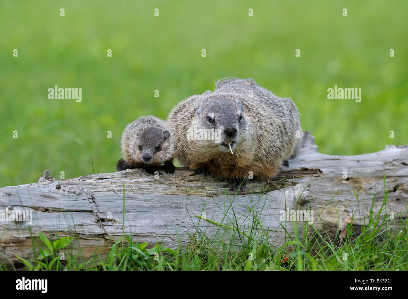 Baby groundhog hi-res stock photography and images - Alamy