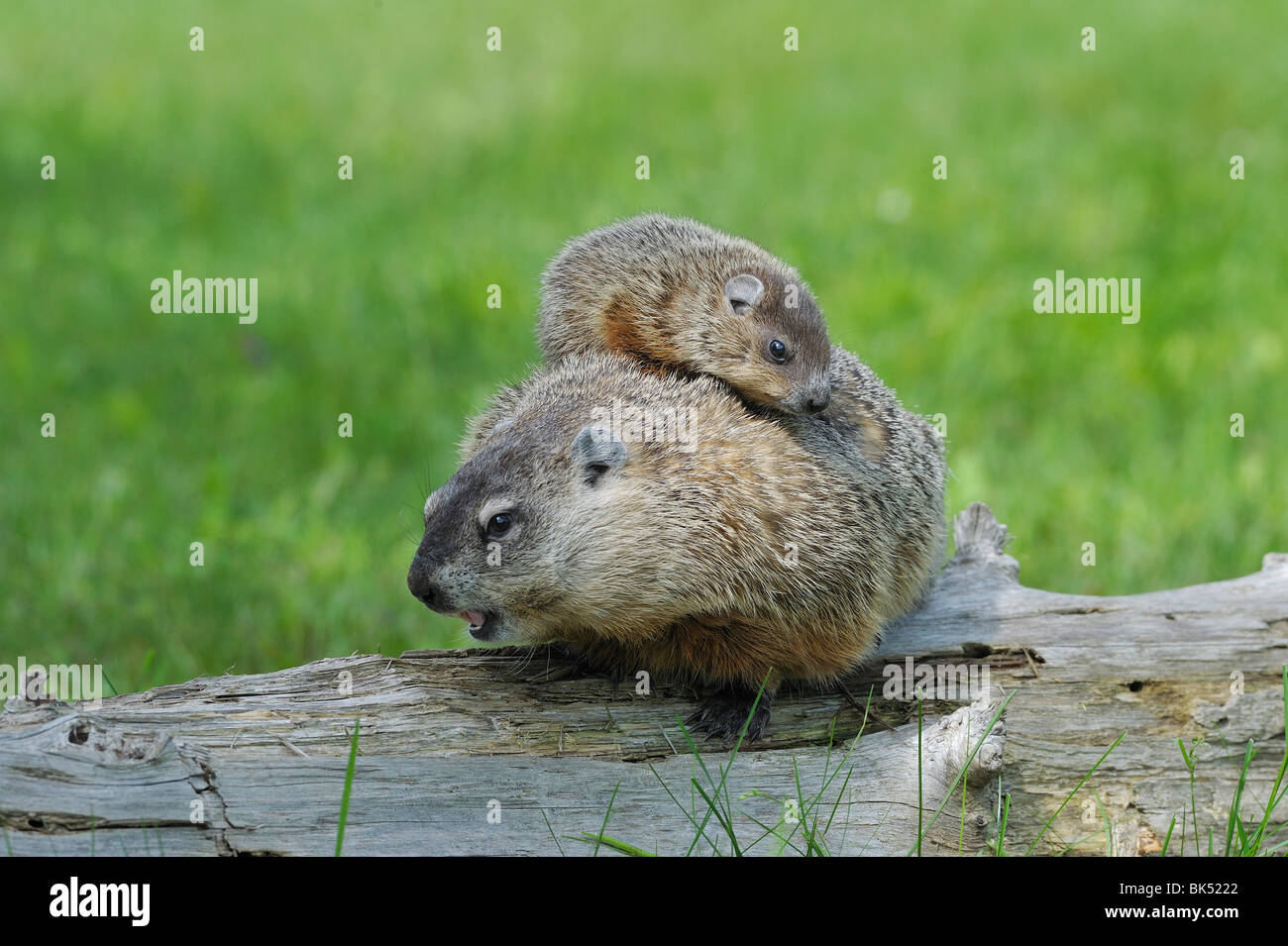 Groundhog with Young, Minnesota, USA Stock Photo - Alamy