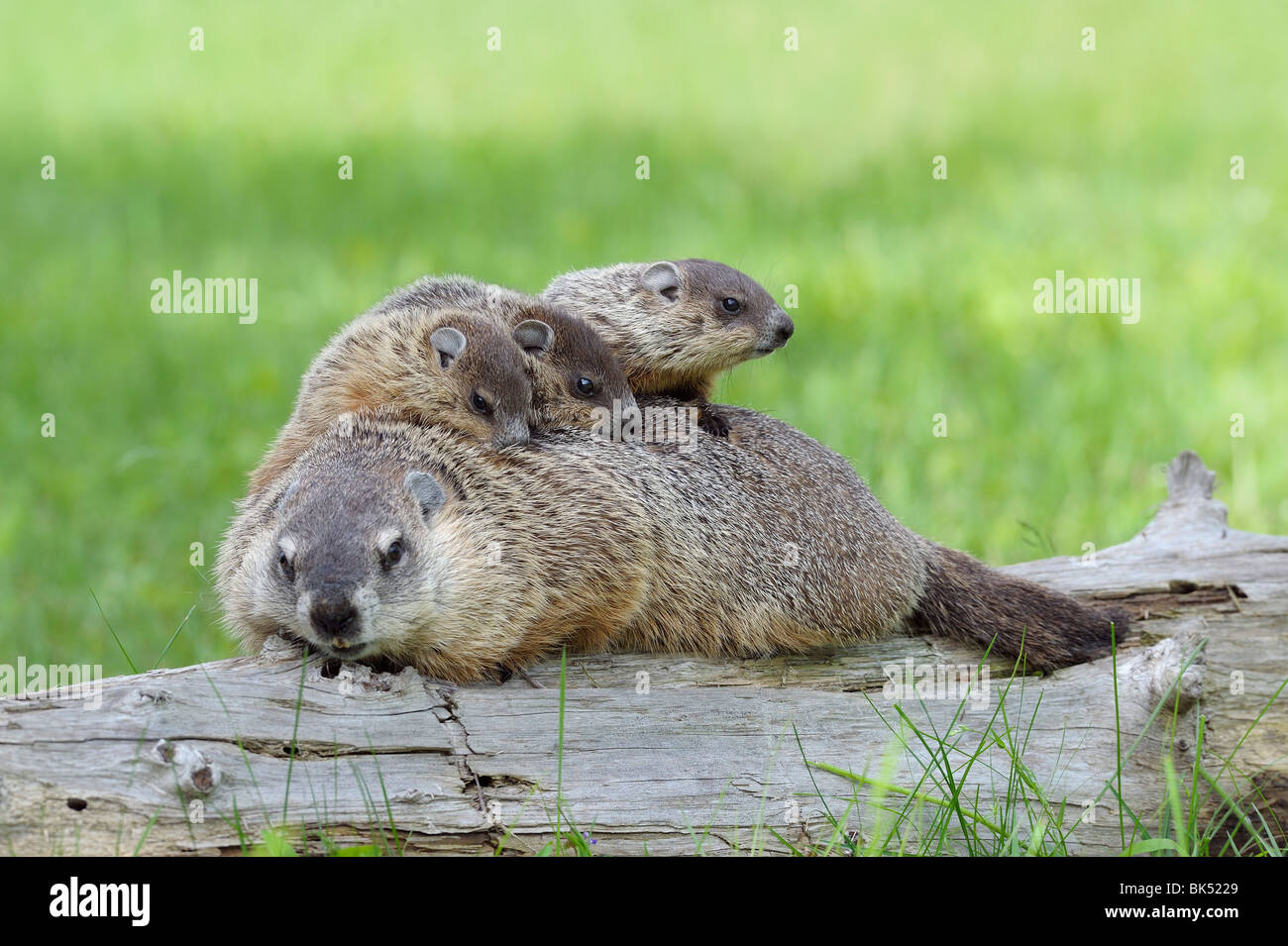 Female groundhog hi-res stock photography and images - Alamy