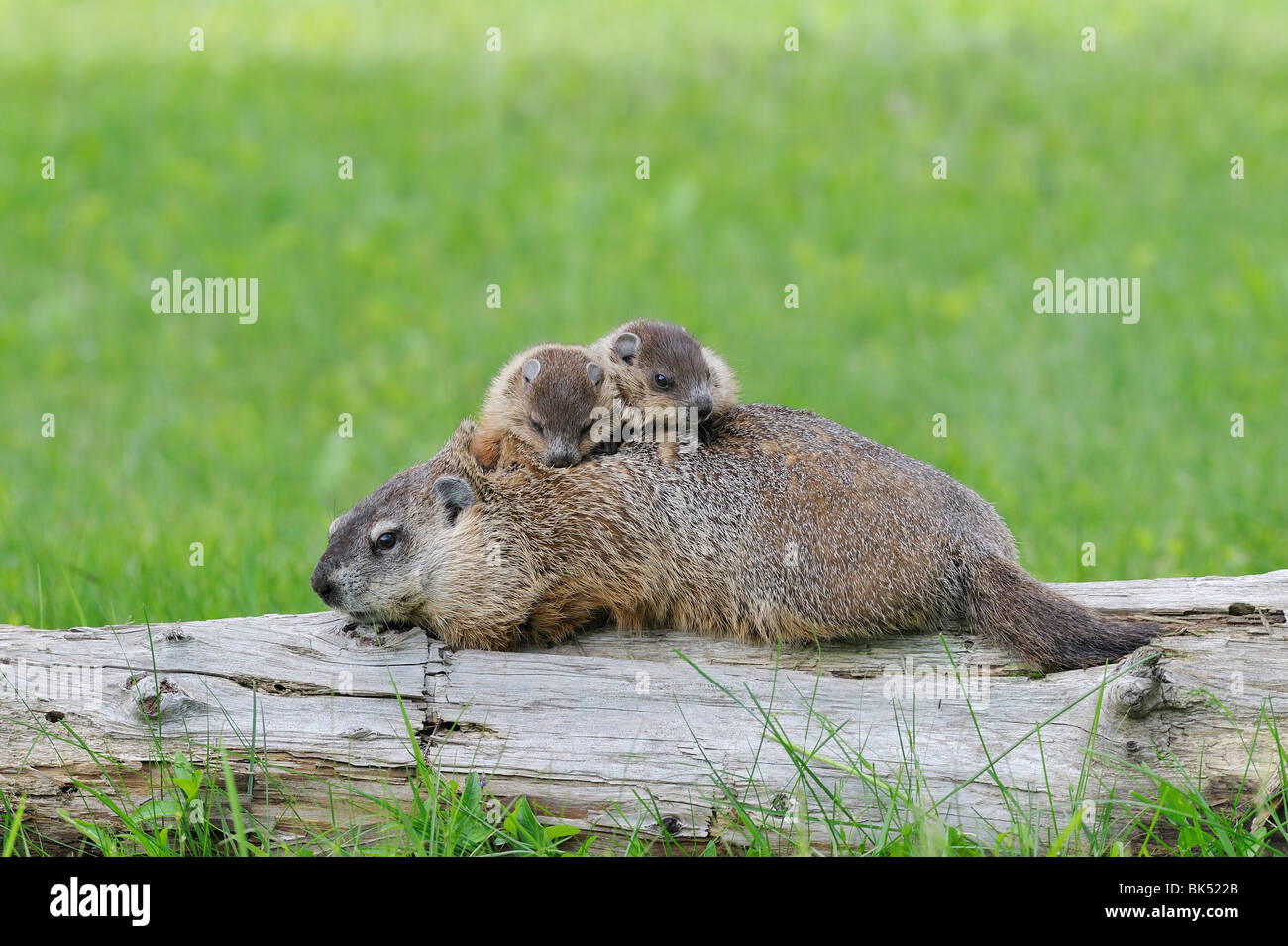 Female groundhog hi-res stock photography and images - Alamy